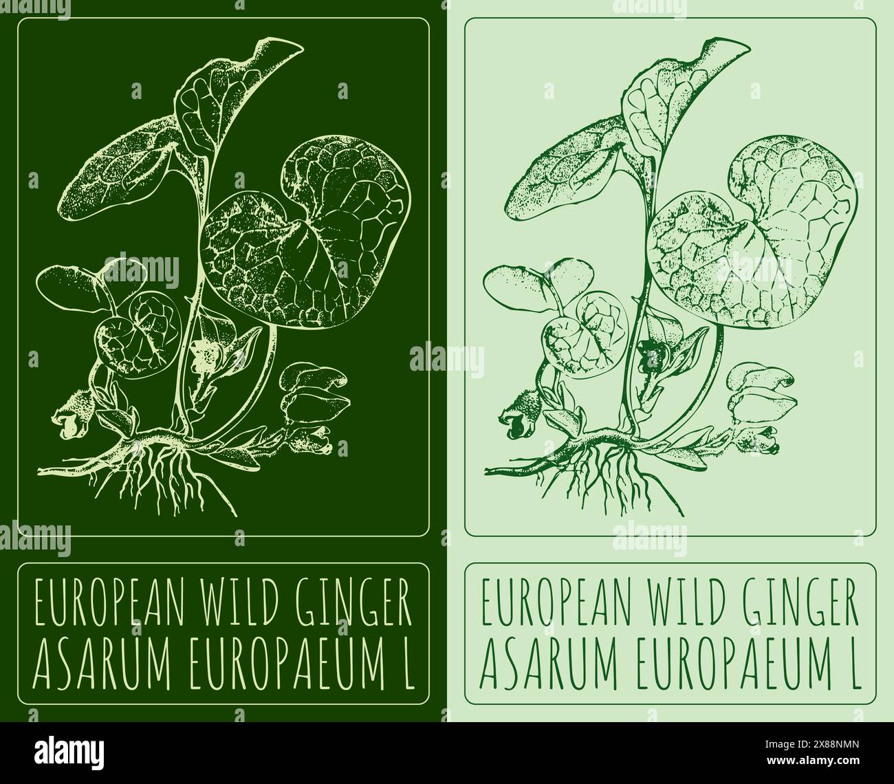 Vector drawing EUROPEAN WILD GINGER. Hand drawn illustration. The Latin ...