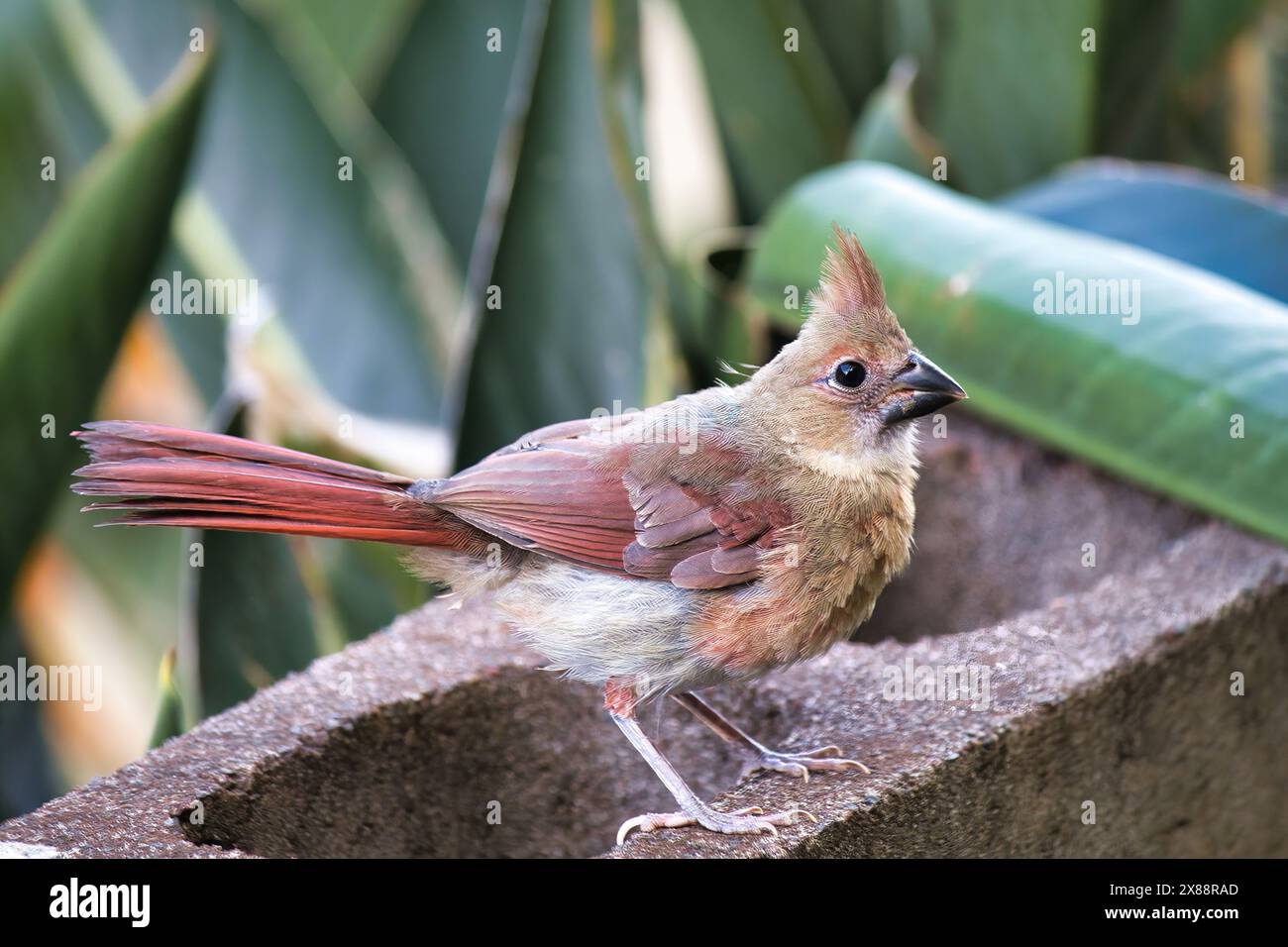 Recently hatched female northern cardinal getting acclimated to the ...