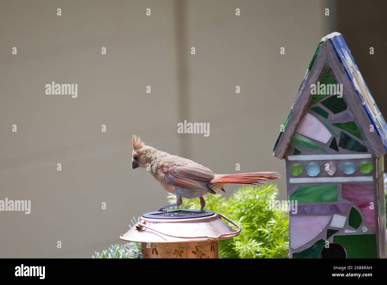 Brand new baby bird hi-res stock photography and images - Alamy