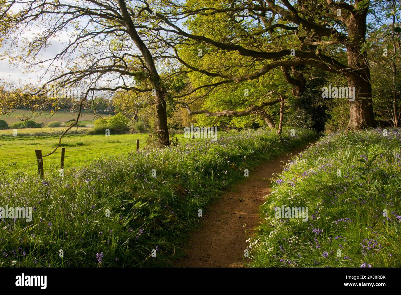 Harry woods hi-res stock photography and images - Alamy