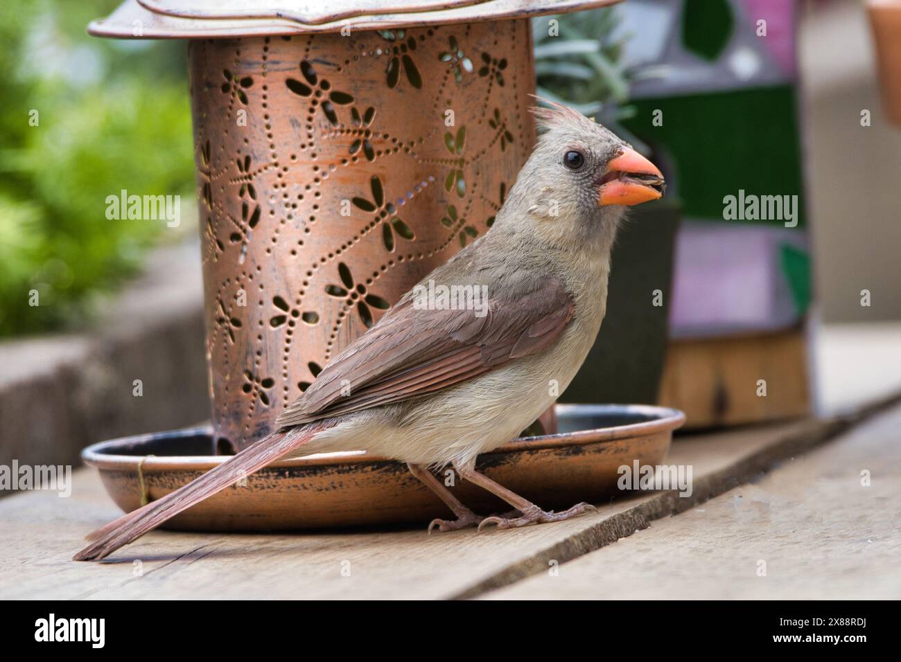 Gorgeous colors and markings of a female northern cardinal Stock Photo ...