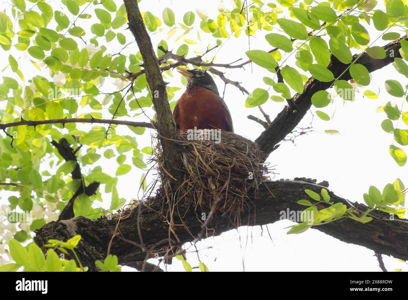 American robin nest hi-res stock photography and images - Alamy