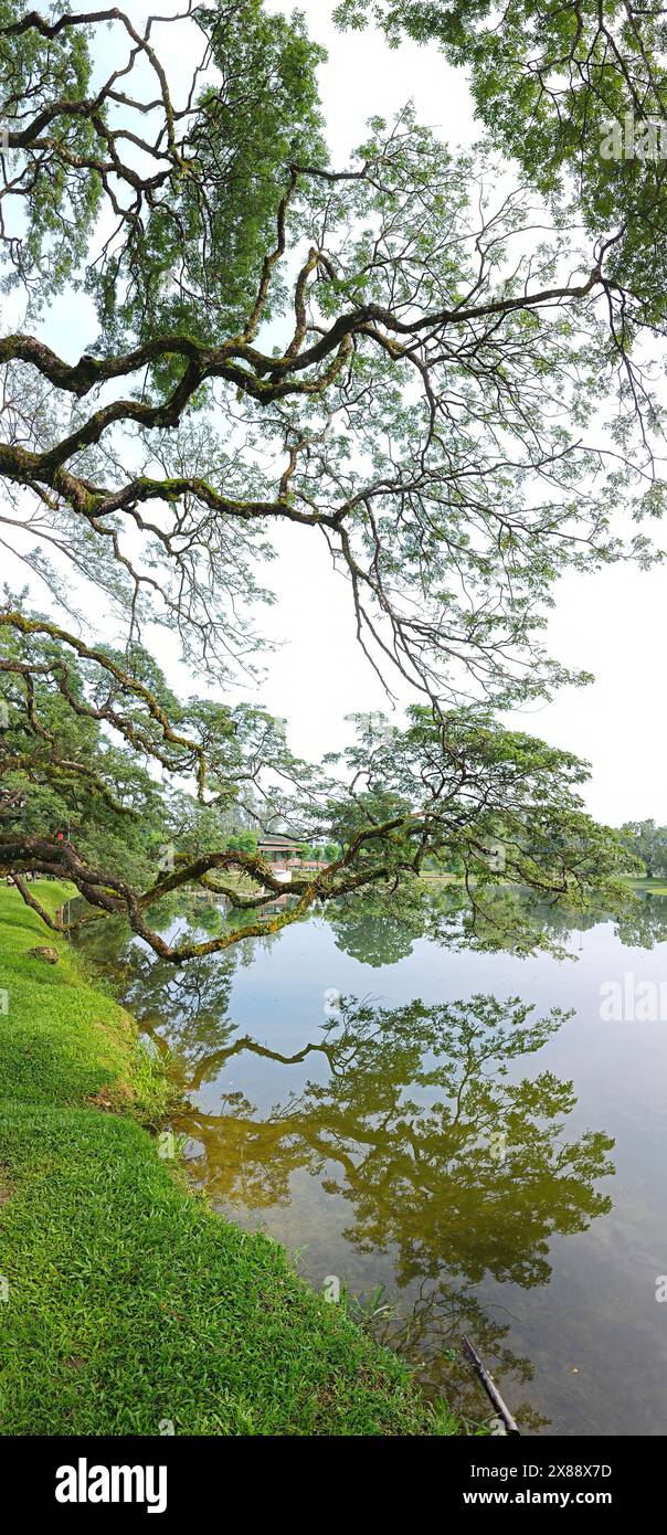 beautiful reflection of rainforest branches hanging out to the lake ...