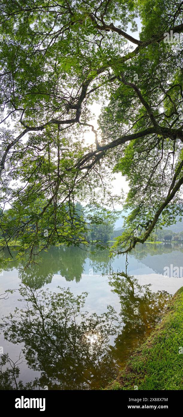 beautiful reflection of rainforest branches hanging out to the lake ...