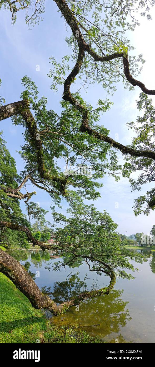 beautiful reflection of rainforest branches hanging out to the lake ...