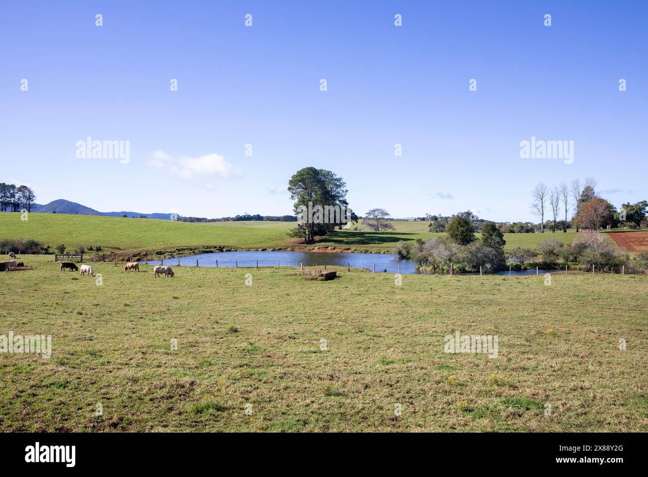 Australian farmland around Dorrigo town on Waterfall way in regional ...