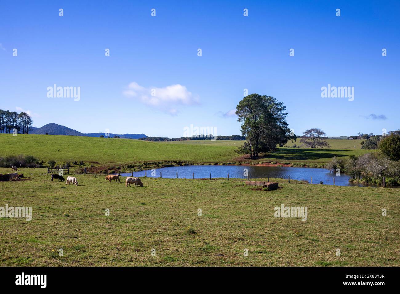 Australian cattle farm hi-res stock photography and images - Alamy