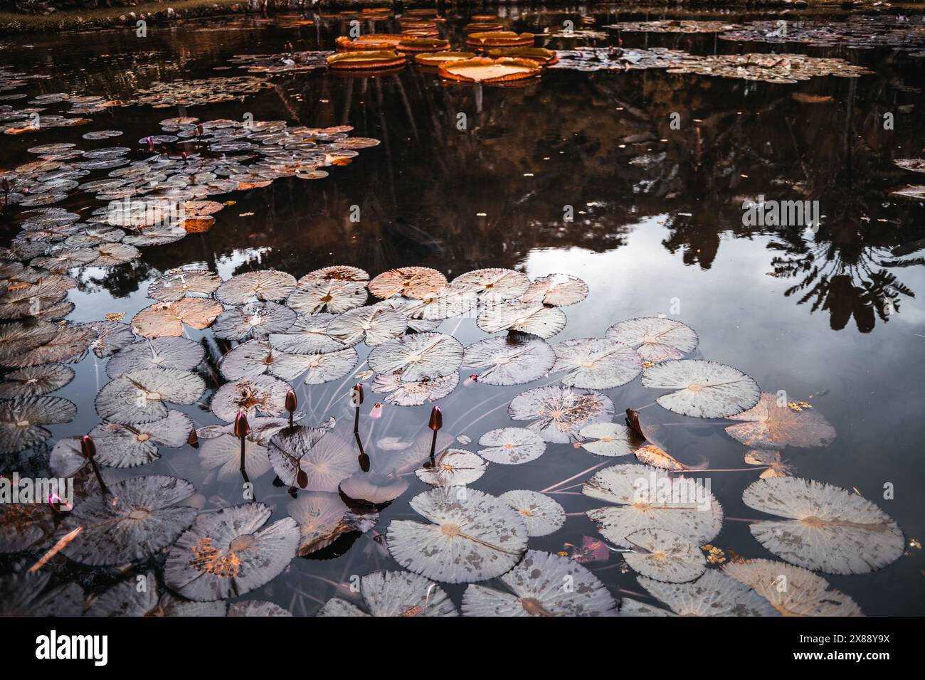 A wide-angle shot of a beautiful pond in a tropical forest overgrown ...