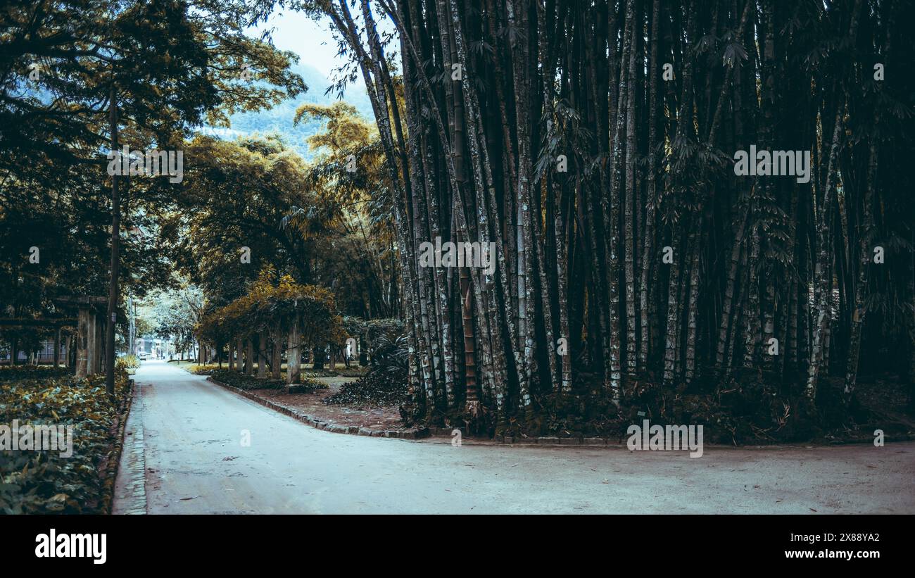 A shot showcases bamboo thickets curving gently along a park walking ...