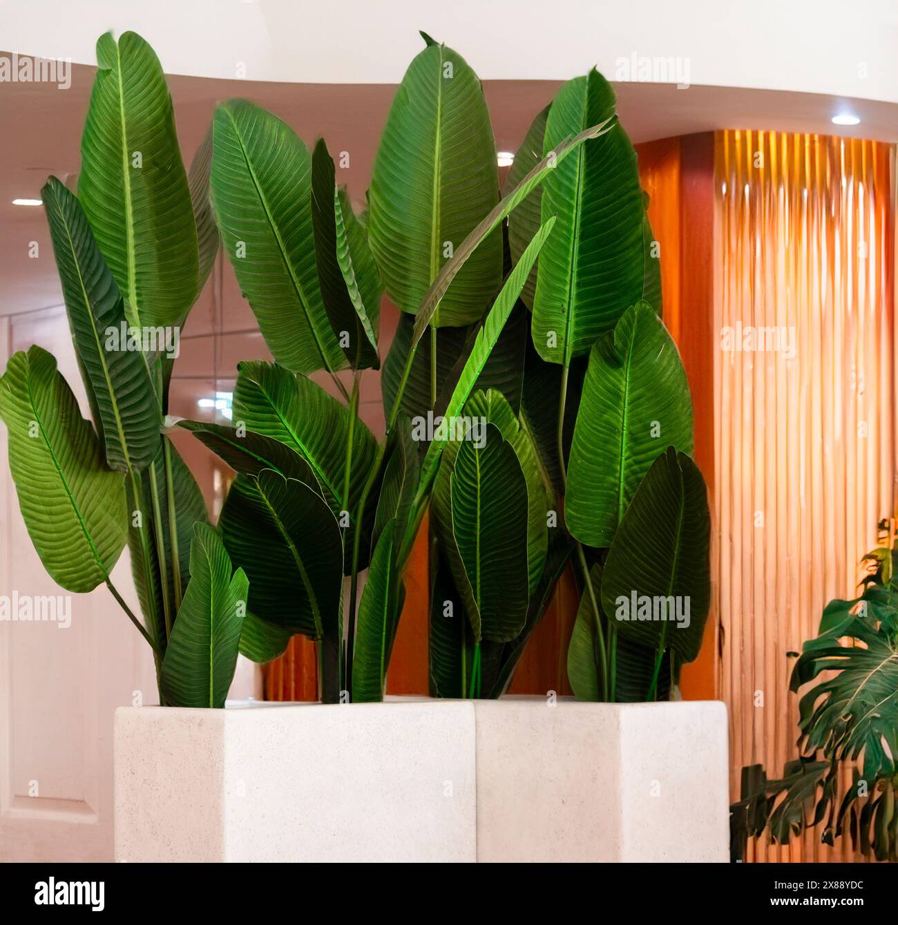 Modern room with rectangular white planters with multiple banana leaf ...