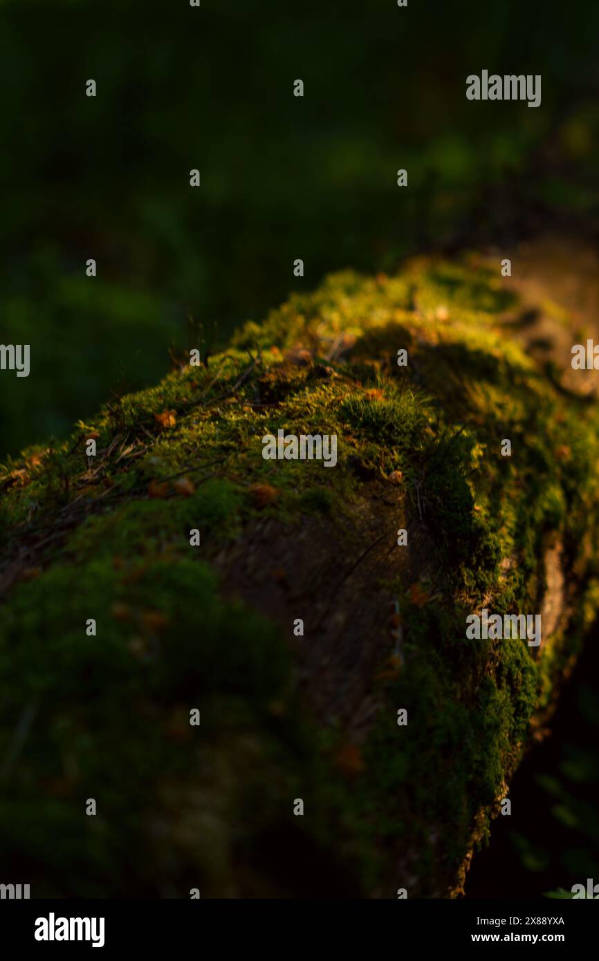 High integrity tropical forest hi-res stock photography and images - Alamy