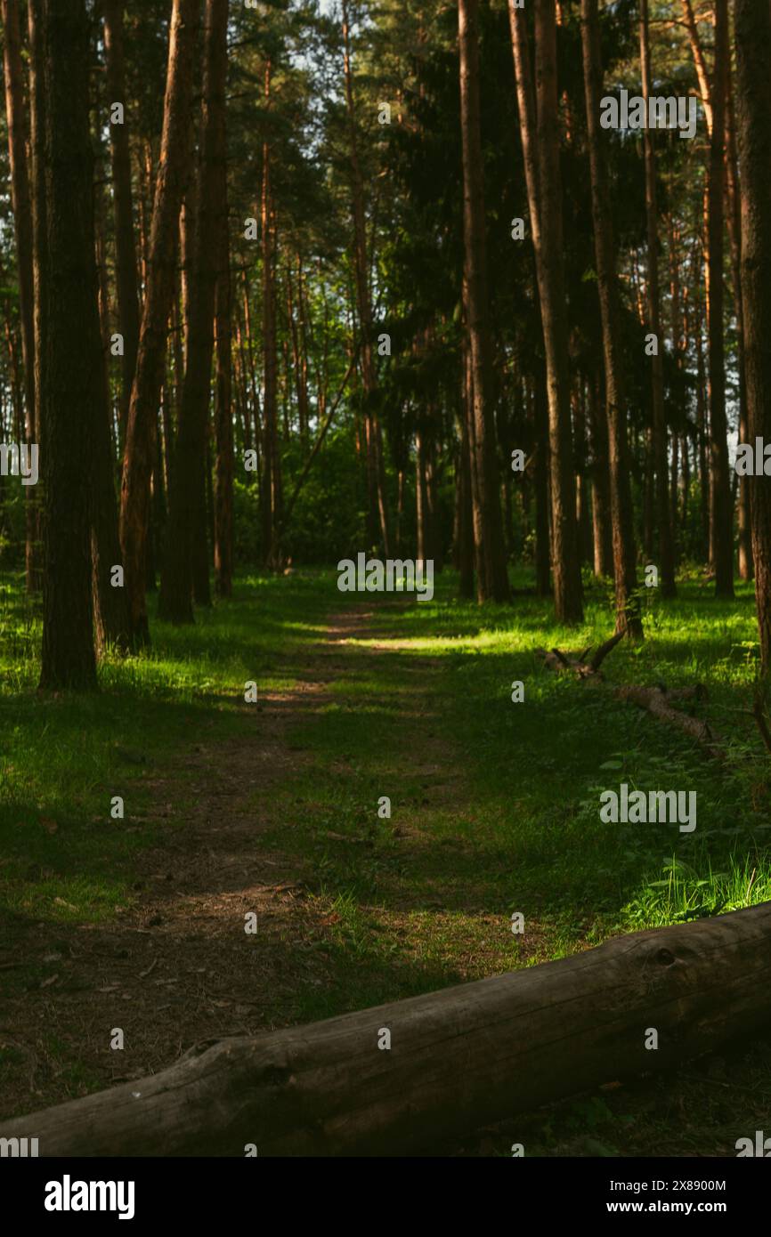 A beautiful spring forest in the sunset. The sun's rays are breaking ...