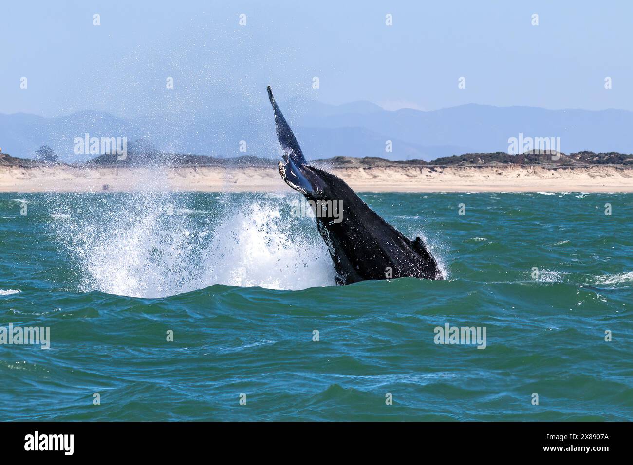 Tail of humpback whale (Megaptera novaeangliae) above water as it ...