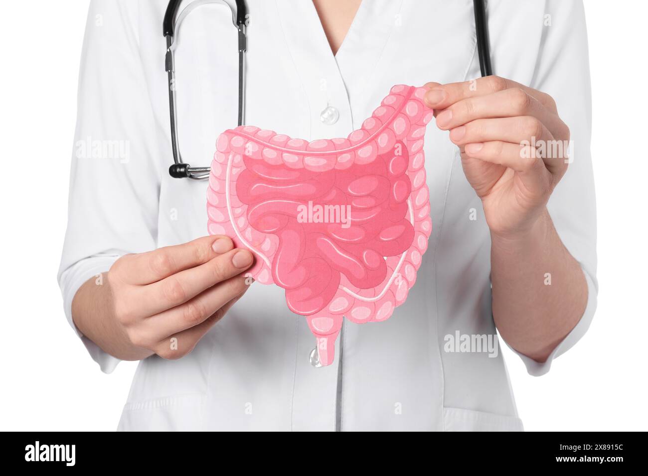 Doctor with paper intestine cutout on white background, closeup Stock ...