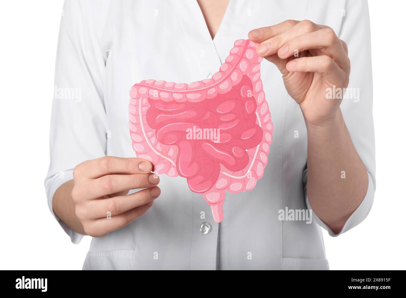 Doctor with paper intestine cutout on white background, closeup Stock ...