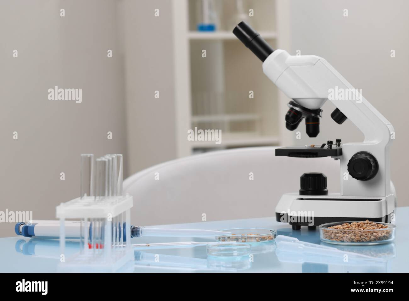 Food quality control. Microscope, petri dishes with wheat grains and ...