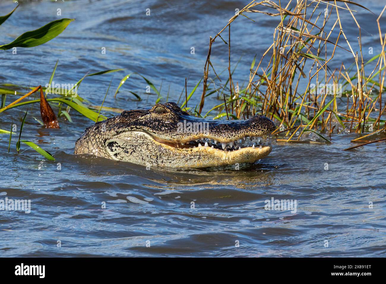 Closeup of American alligator (Alligator mississippiensis) head in ...