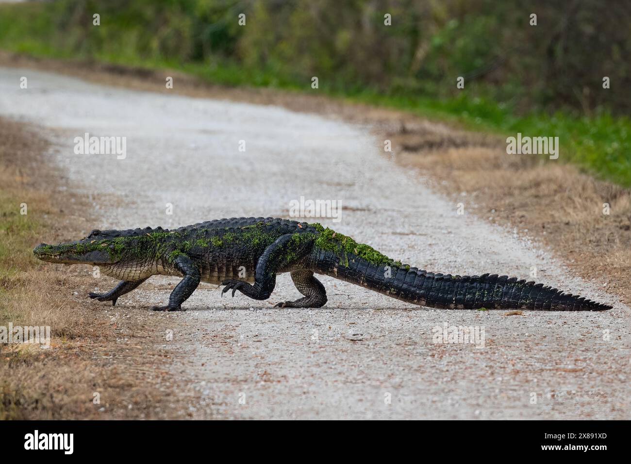 American alligator (Alligator mississippiensis) crossing a footpath ...