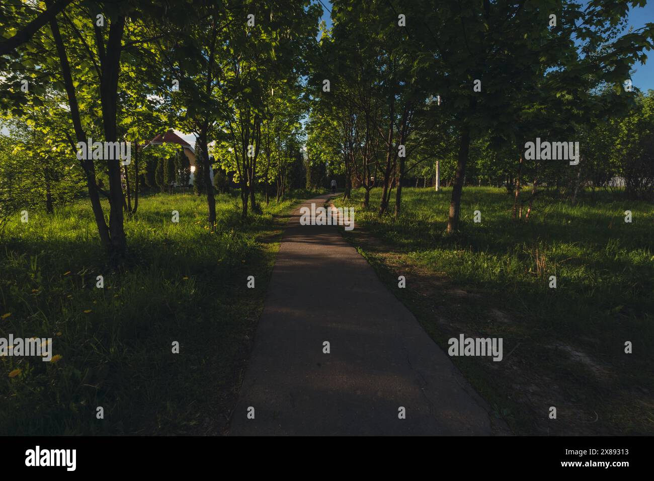 The path in the sunny park. High quality photo Stock Photo - Alamy