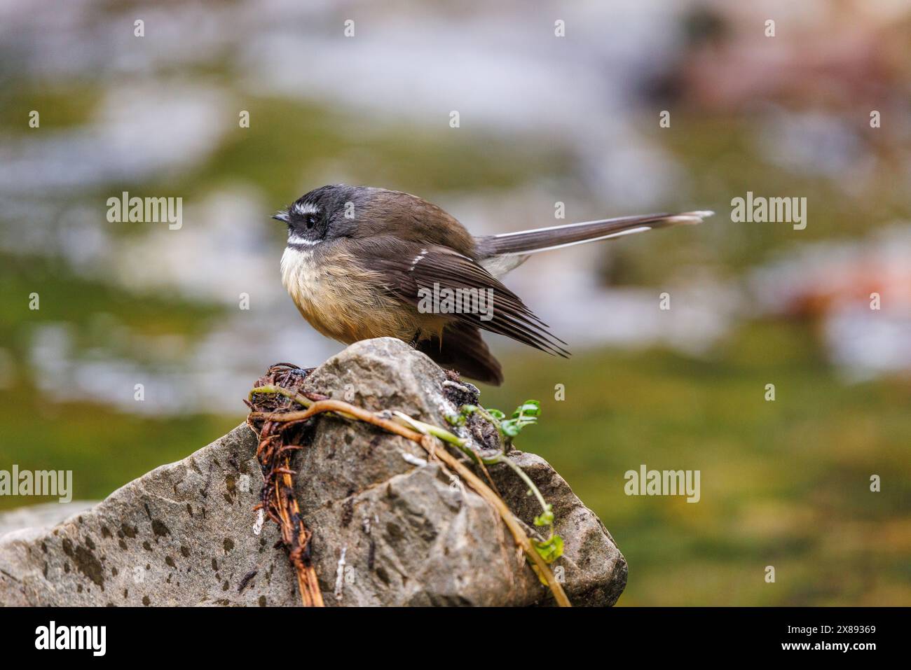 An image of a small bird standing on a rock in the middle of a stream ...