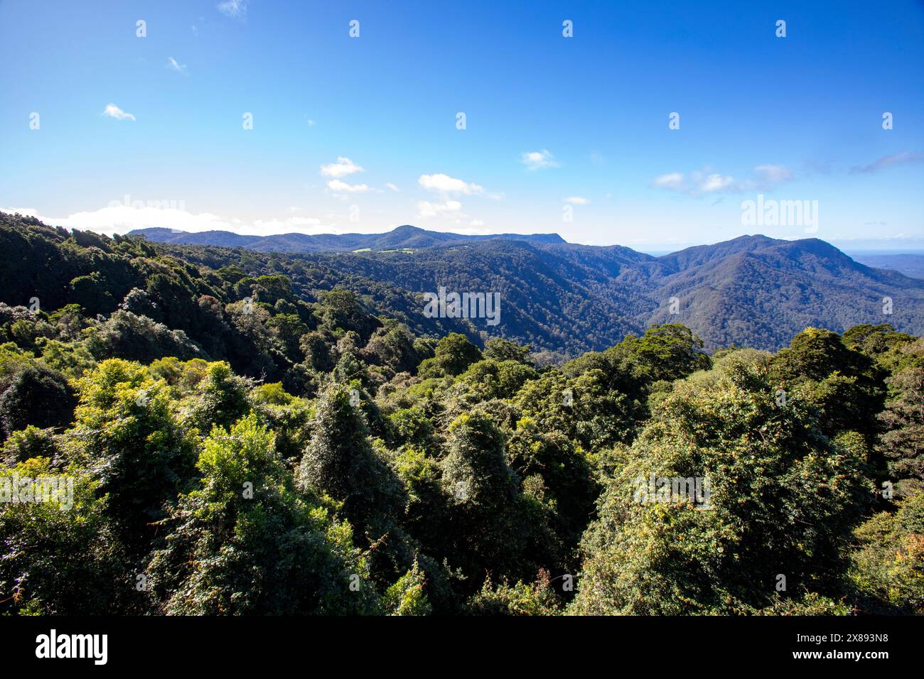 Gondwana rainforests of Australia, view of rainforest from Dorrigo ...