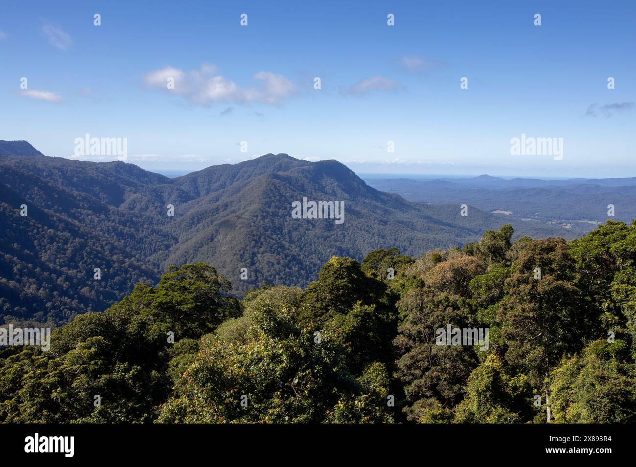 Gondwana rainforests of Australia, view of rainforest from Dorrigo ...