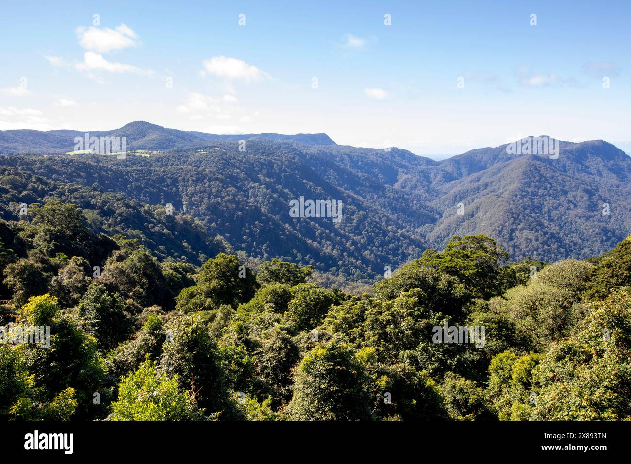 Gondwana rainforests of Australia, view of rainforest from Dorrigo ...