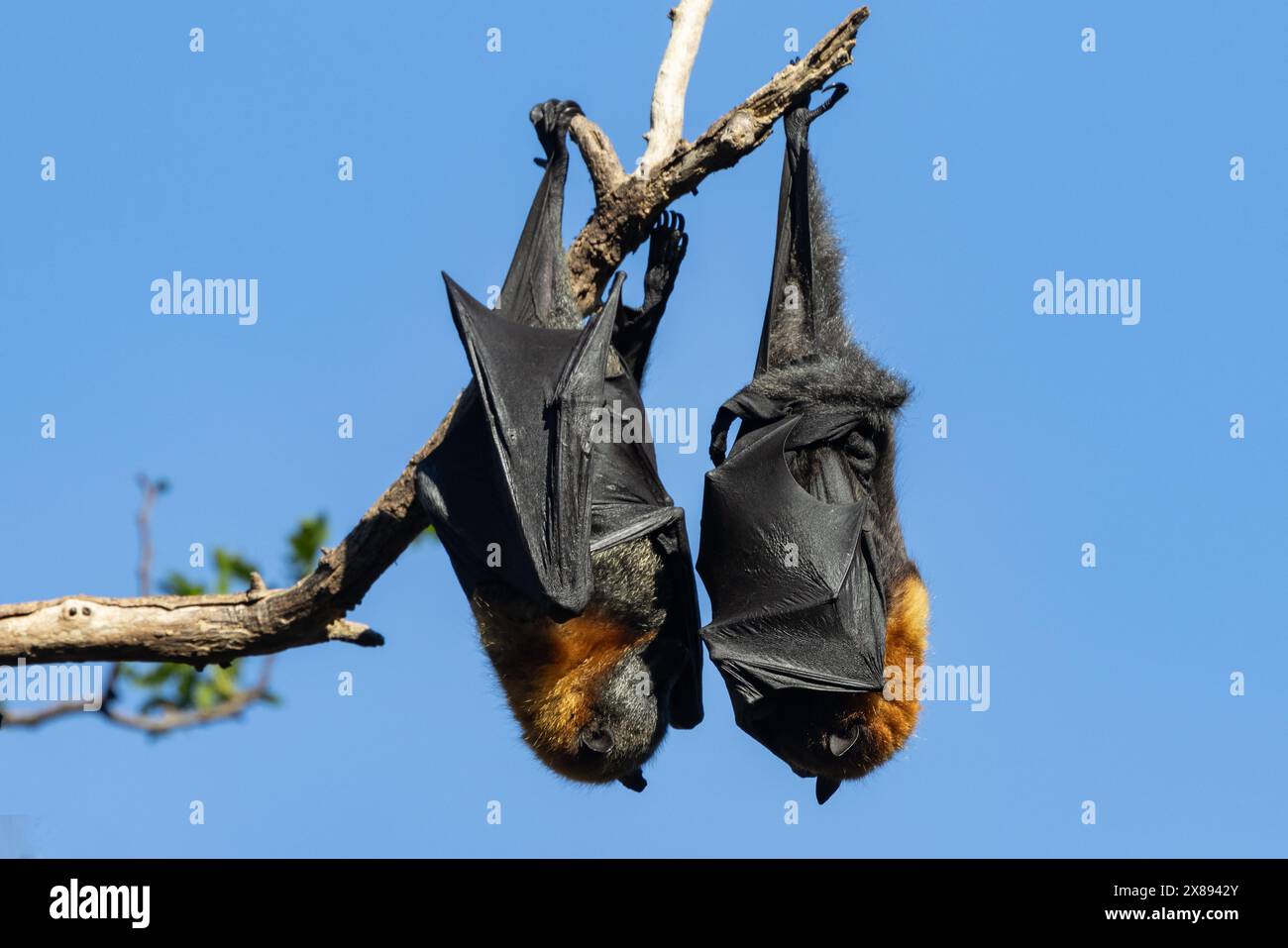 Grey-headed Flying Fox roosts by day in trees Stock Photo - Alamy
