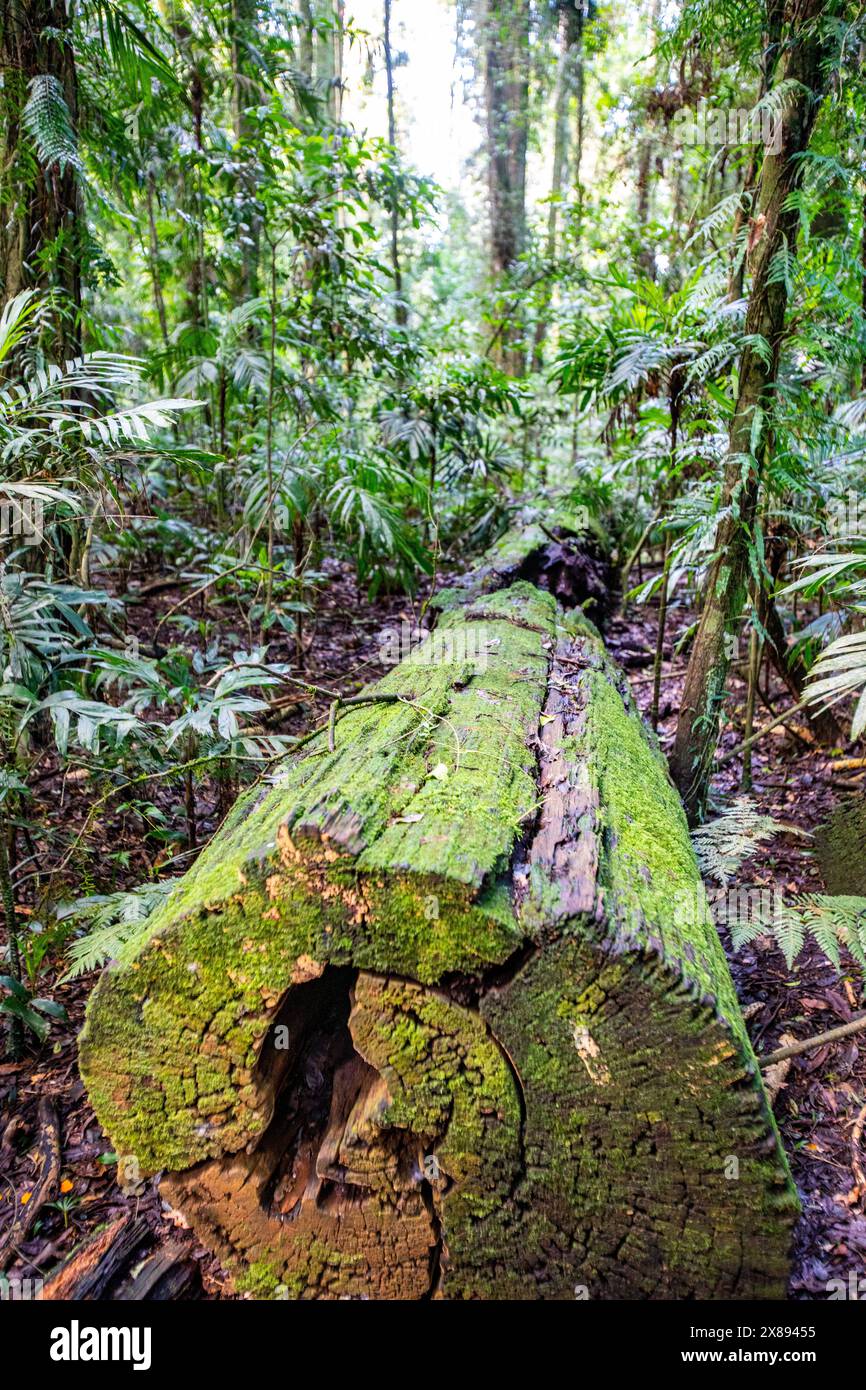 Dorrigo national park, Gondwana rainforest nature,NSW,Australia Stock ...
