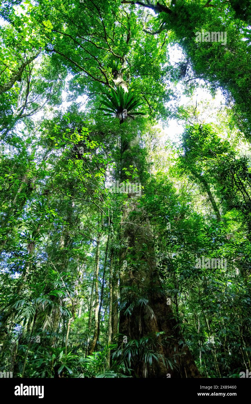 Gondwana rainforest in Dorrigo national park, with ancient tall trees ...