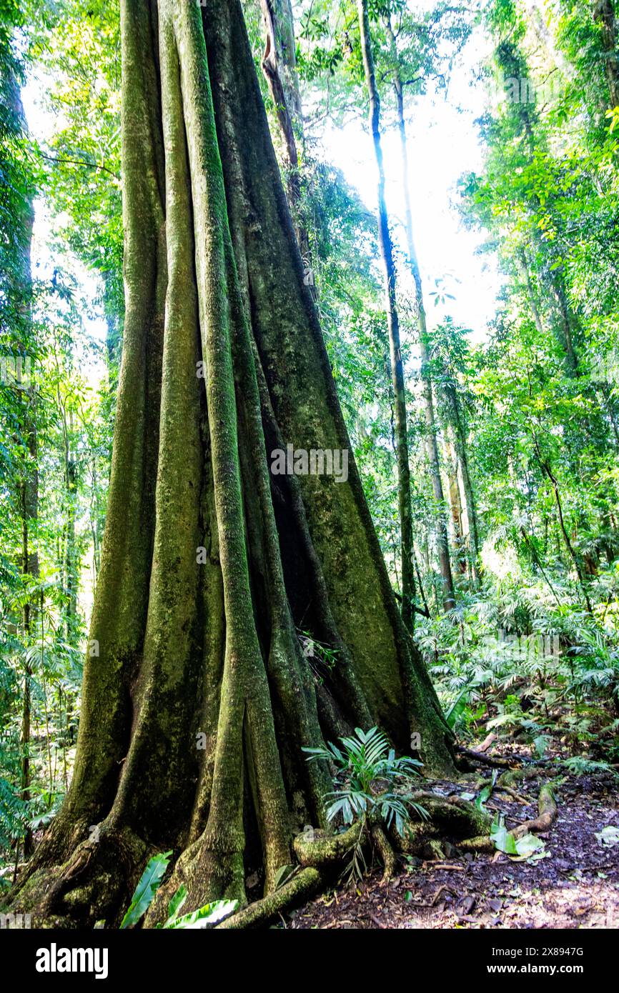 Gondwana rainforest in Dorrigo national park, with ancient tall trees ...