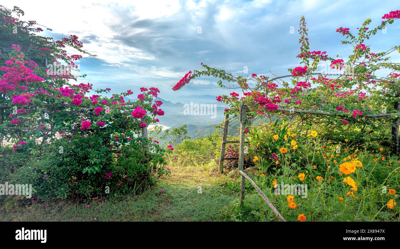 Bunch of red bougainvillea climbing on a bamboo fence at the top of a ...
