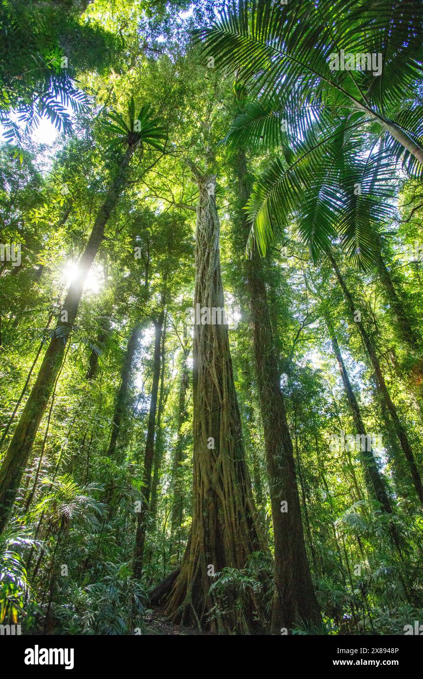Gondwana rainforest in Dorrigo national park, with ancient tall trees ...