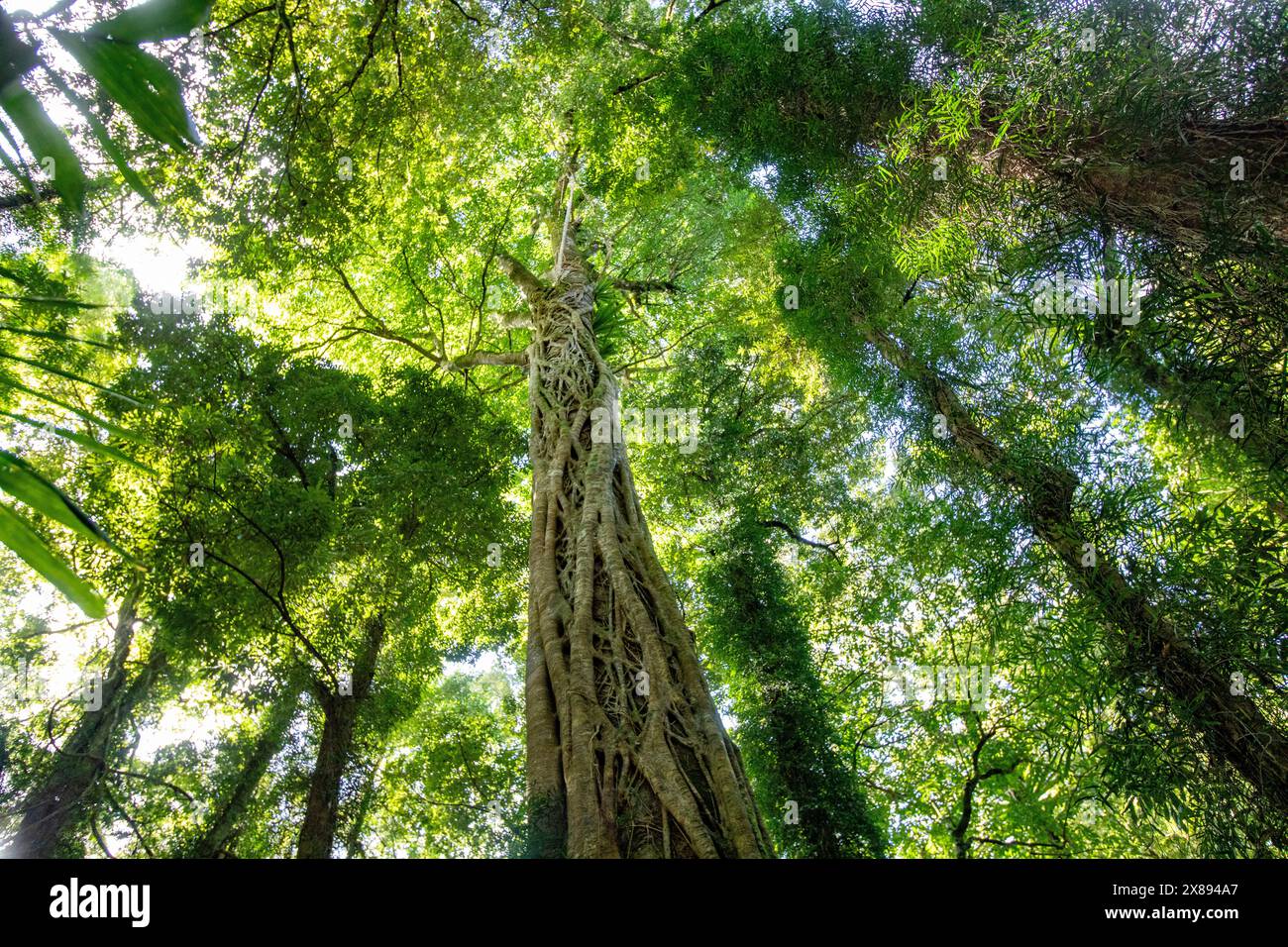 Gondwana rainforest in Dorrigo national park, with ancient tall trees ...