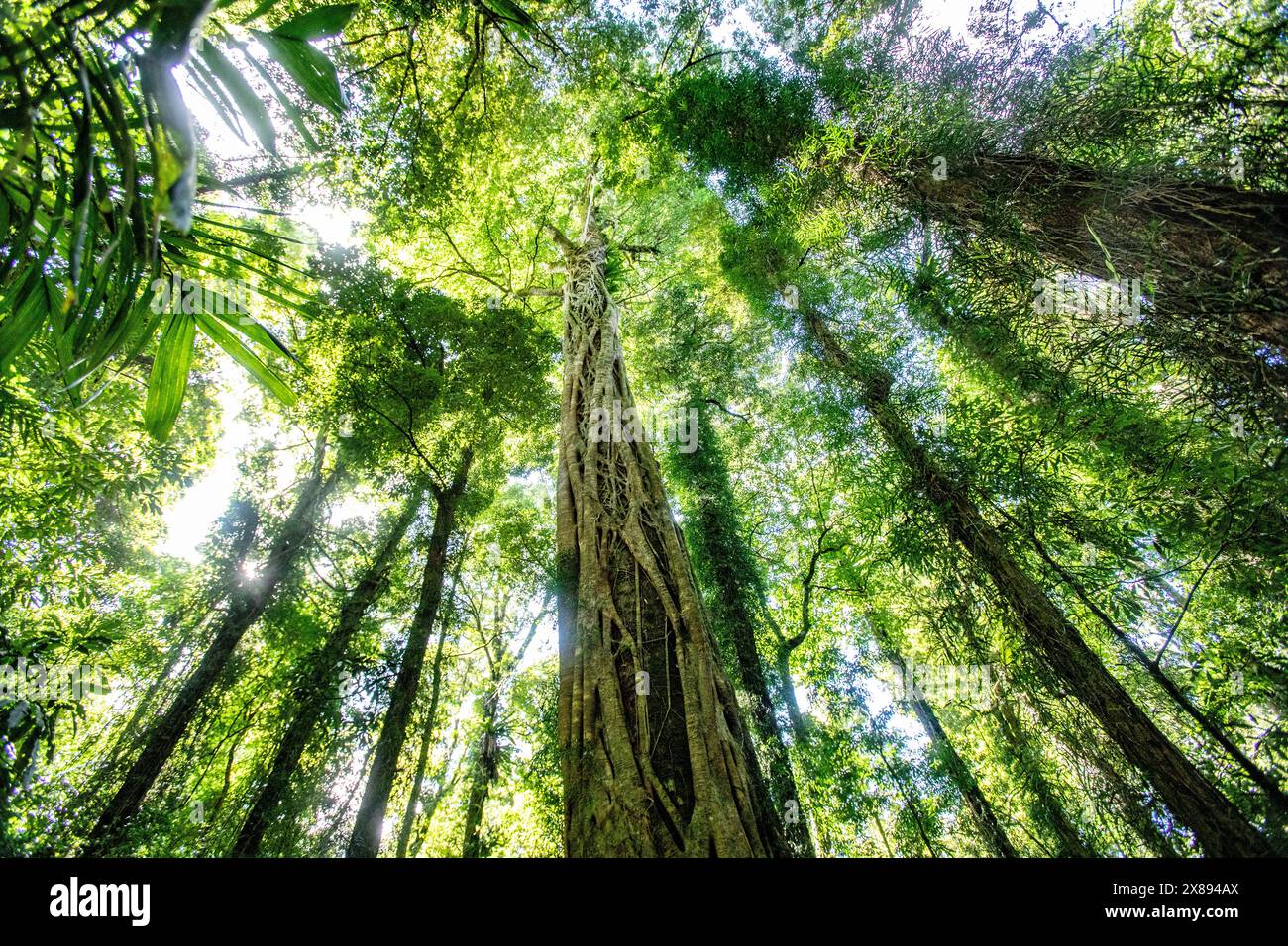 Wildlife in ancient forest hi-res stock photography and images - Alamy