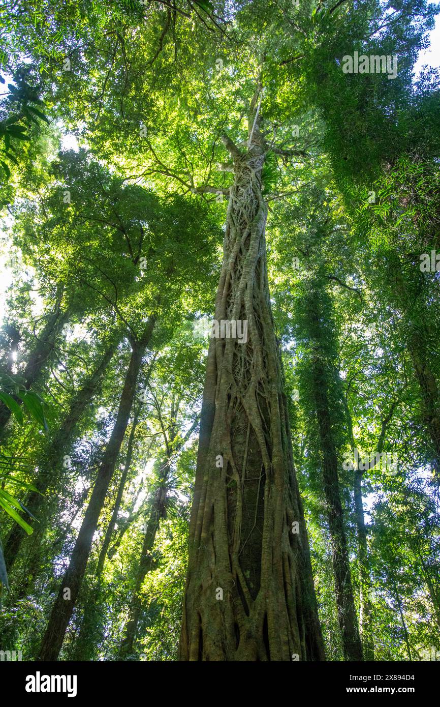Gondwana rainforest in Dorrigo national park, with ancient tall trees ...
