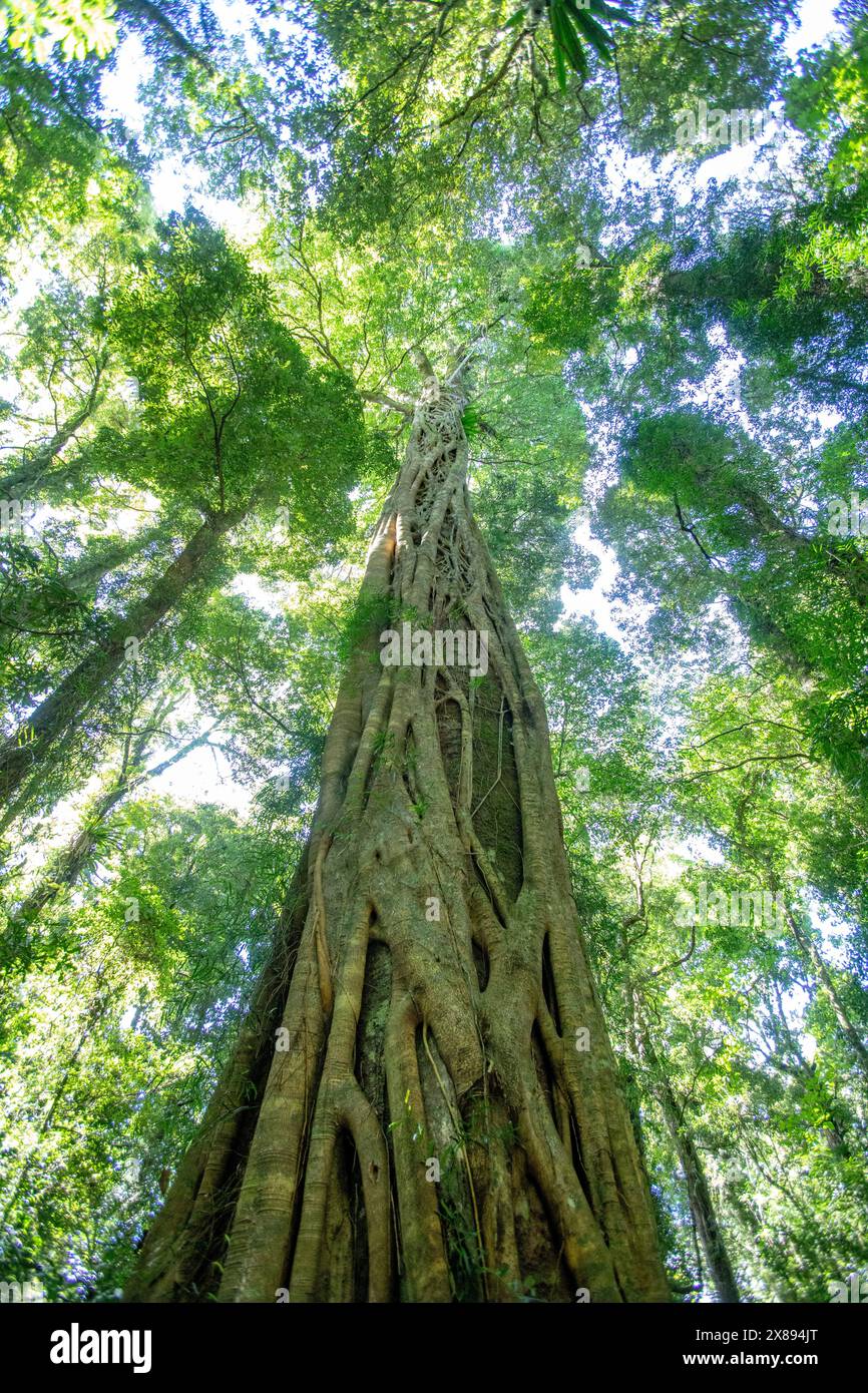 Gondwana rainforest in Dorrigo national park, with ancient tall trees ...
