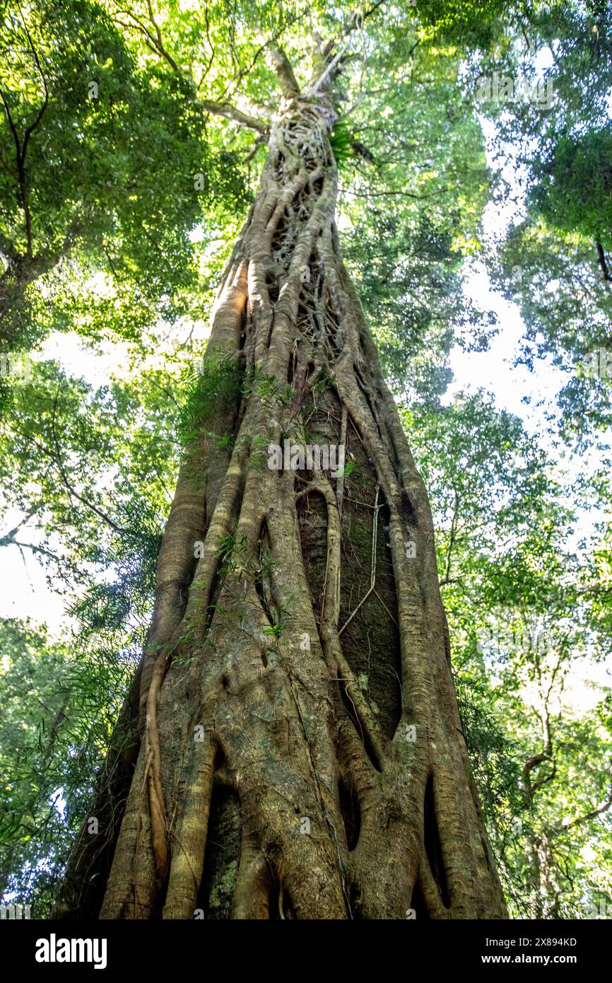 Gondwana rainforest in Dorrigo national park, with ancient tall trees ...