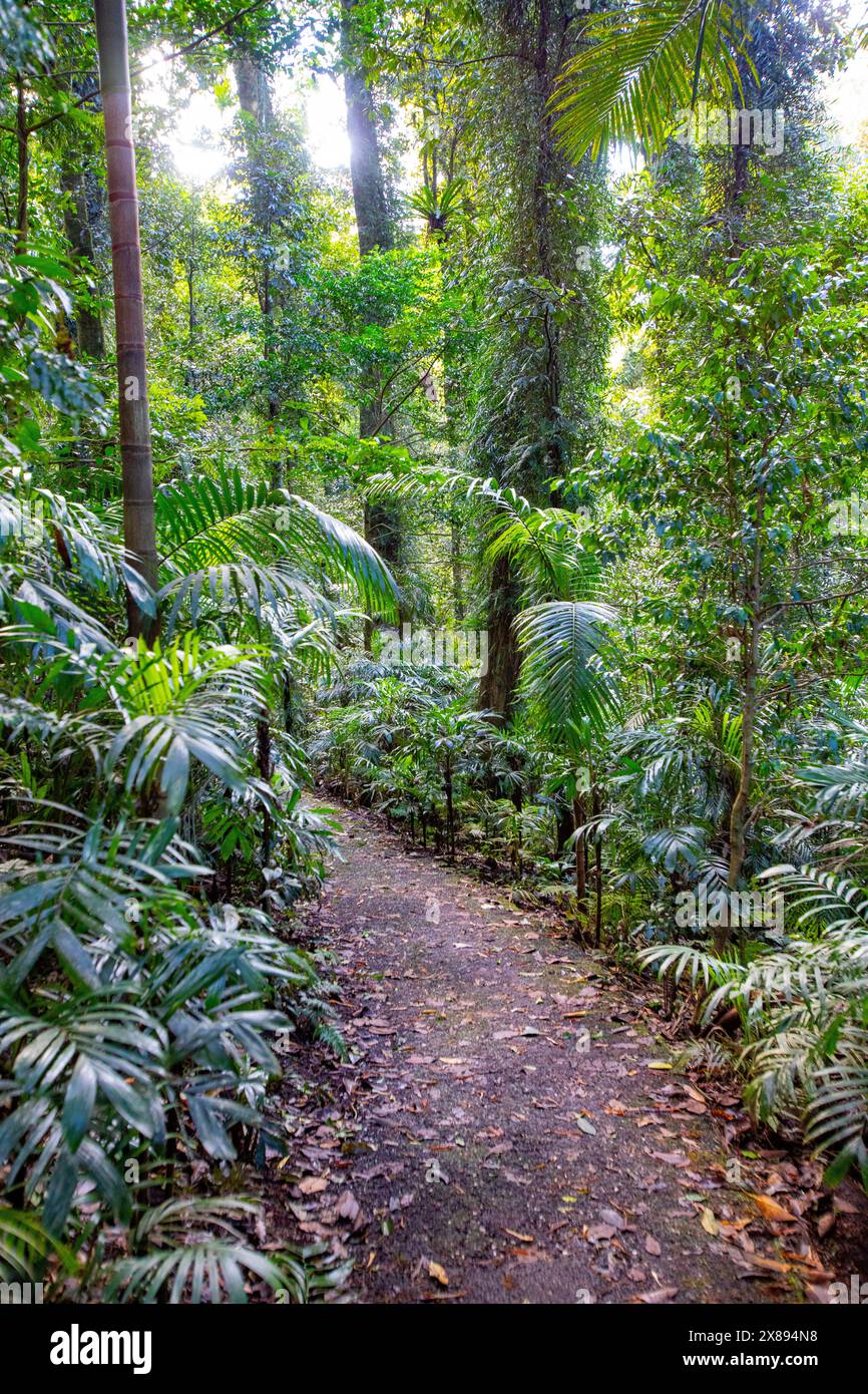Gondwana rainforest in Dorrigo national park, with ancient tall trees ...