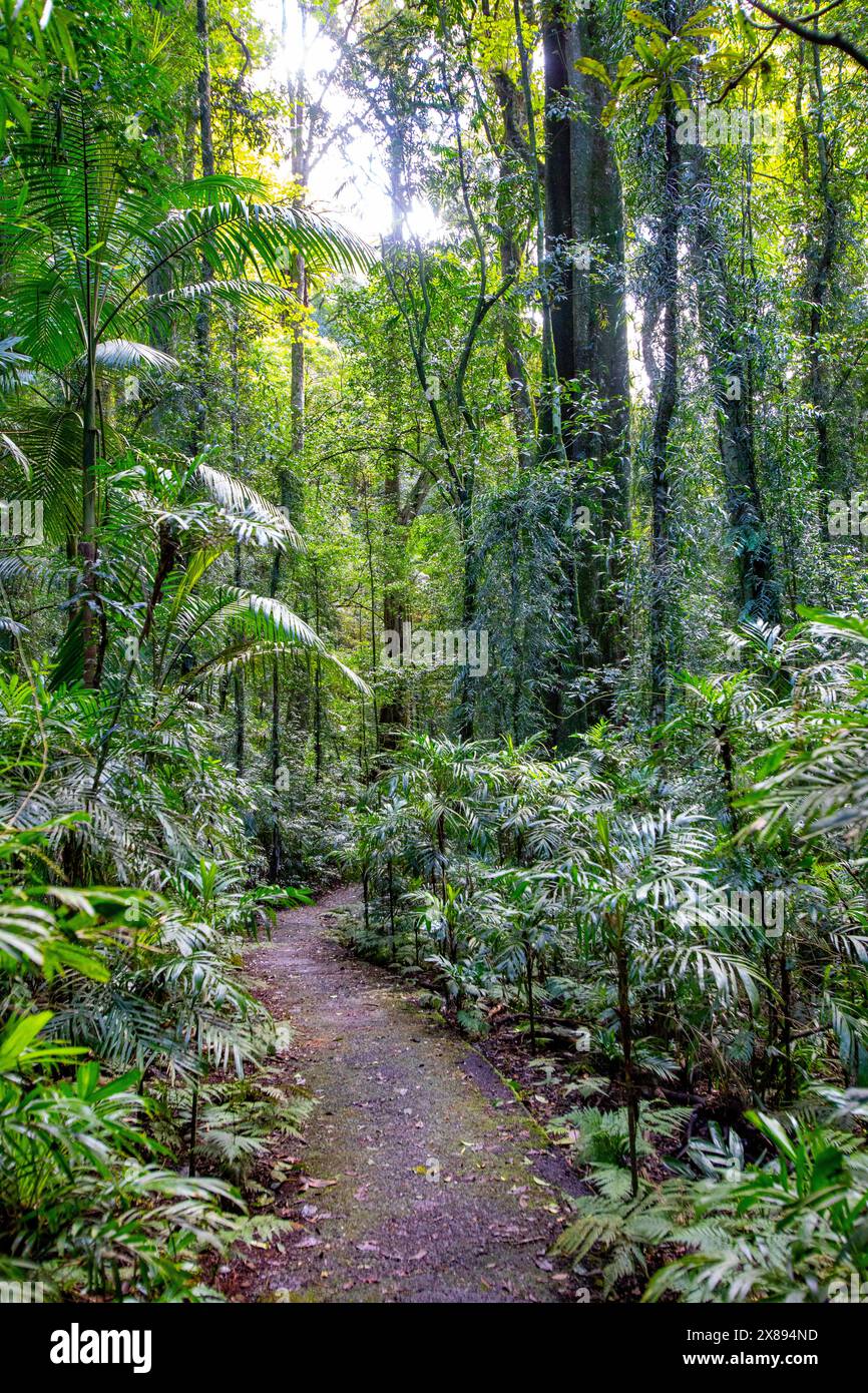 Gondwana rainforest in Dorrigo national park, with ancient tall trees ...