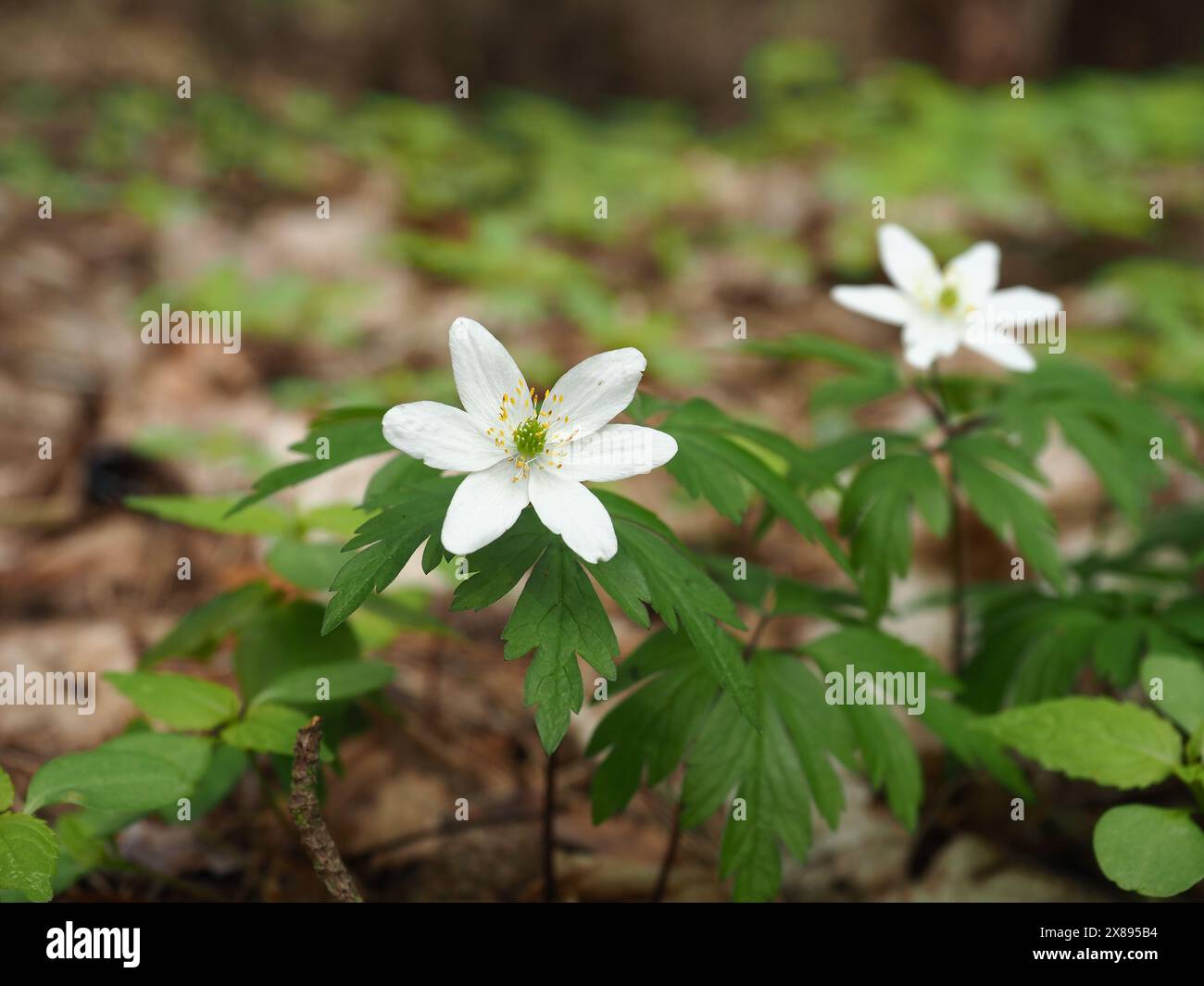 Wood anemone in forest hi-res stock photography and images - Alamy