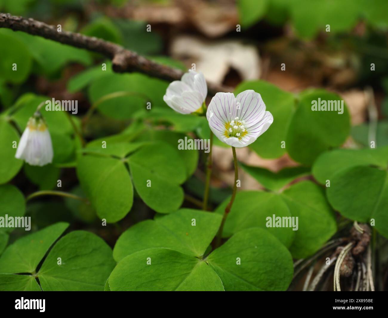 White flowers - Oxalis acetosella (the wood sorrel or common wood ...