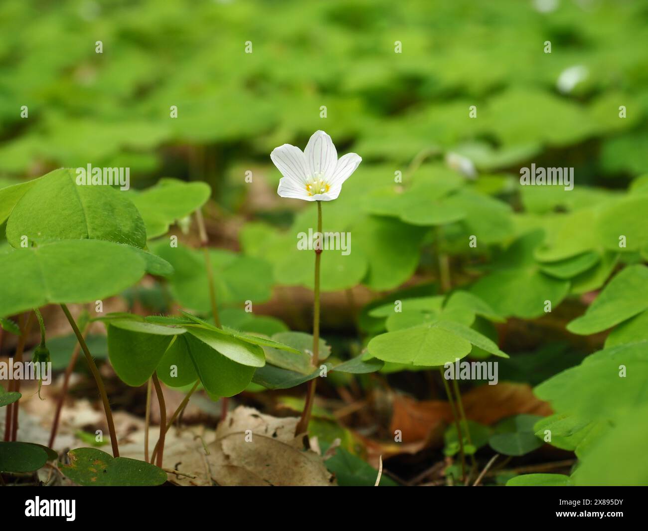 White flowers - Oxalis acetosella (the wood sorrel or common wood ...