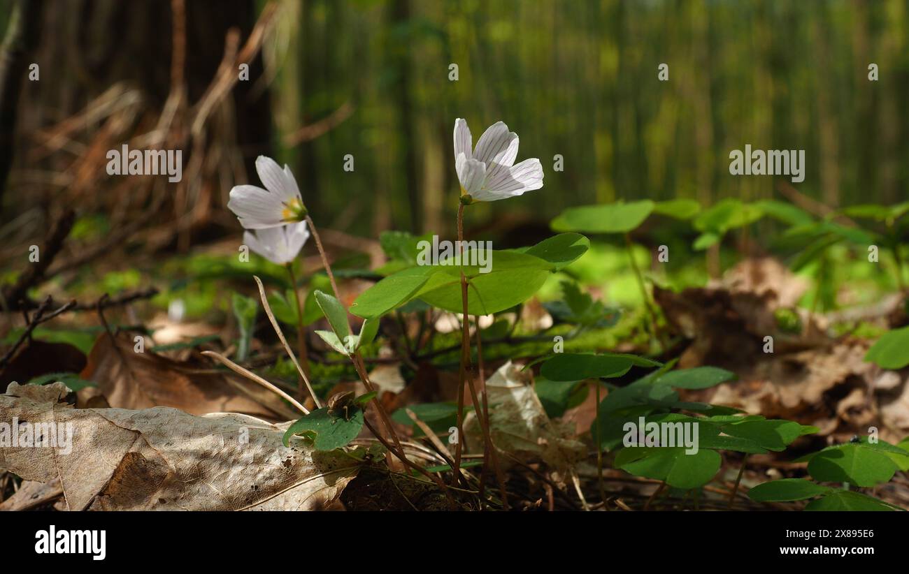 White flowers - Oxalis acetosella (the wood sorrel or common wood ...