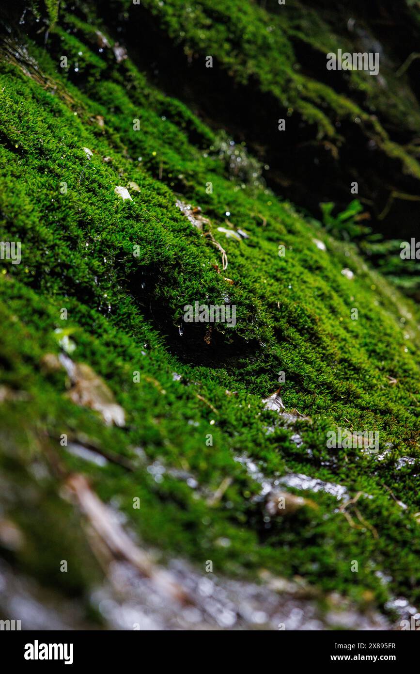 A photo of a rock covered in moss in the middle of the bush. The rock ...