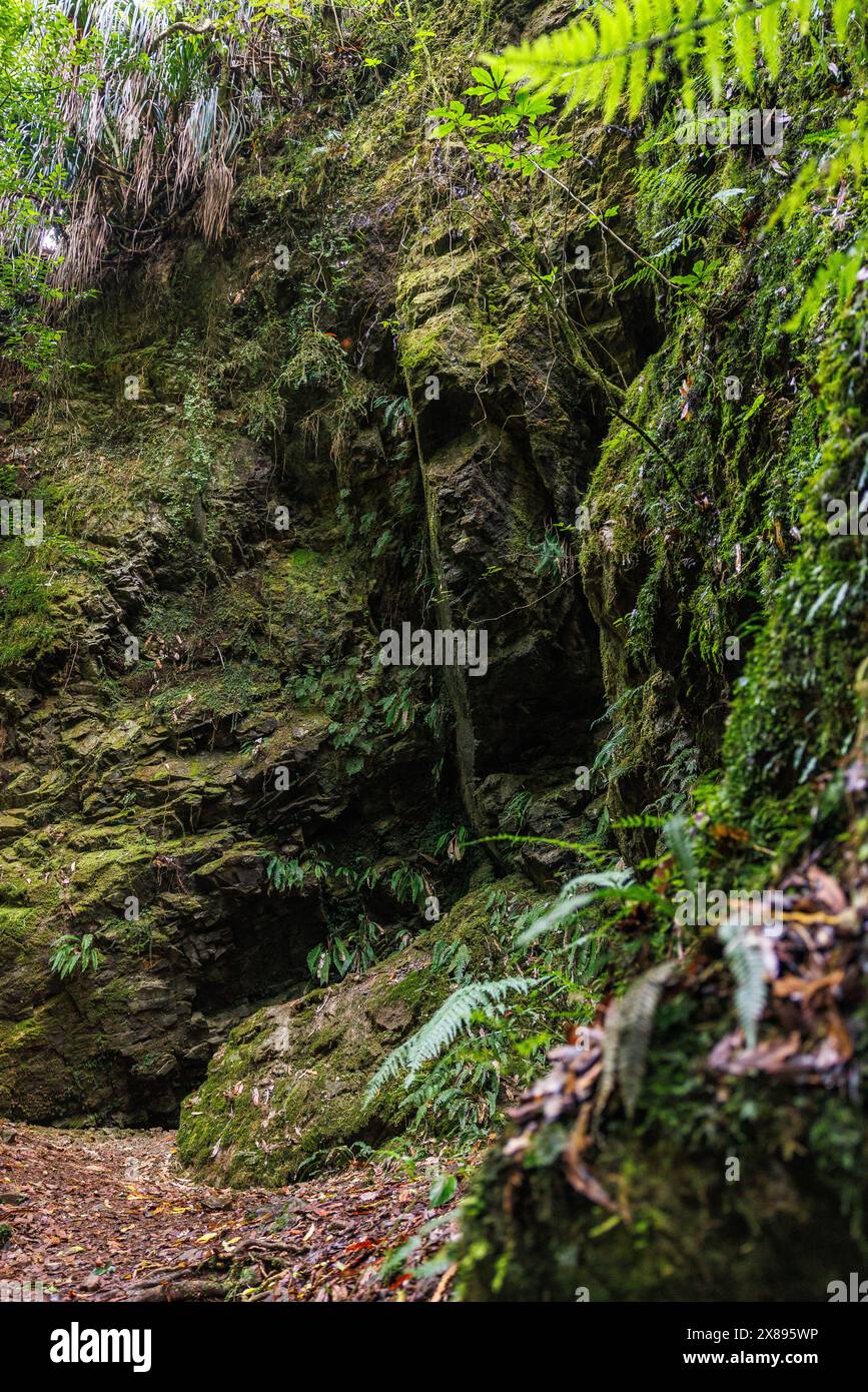 An image of a rocky face covered in moss, greenery and ferns Stock ...