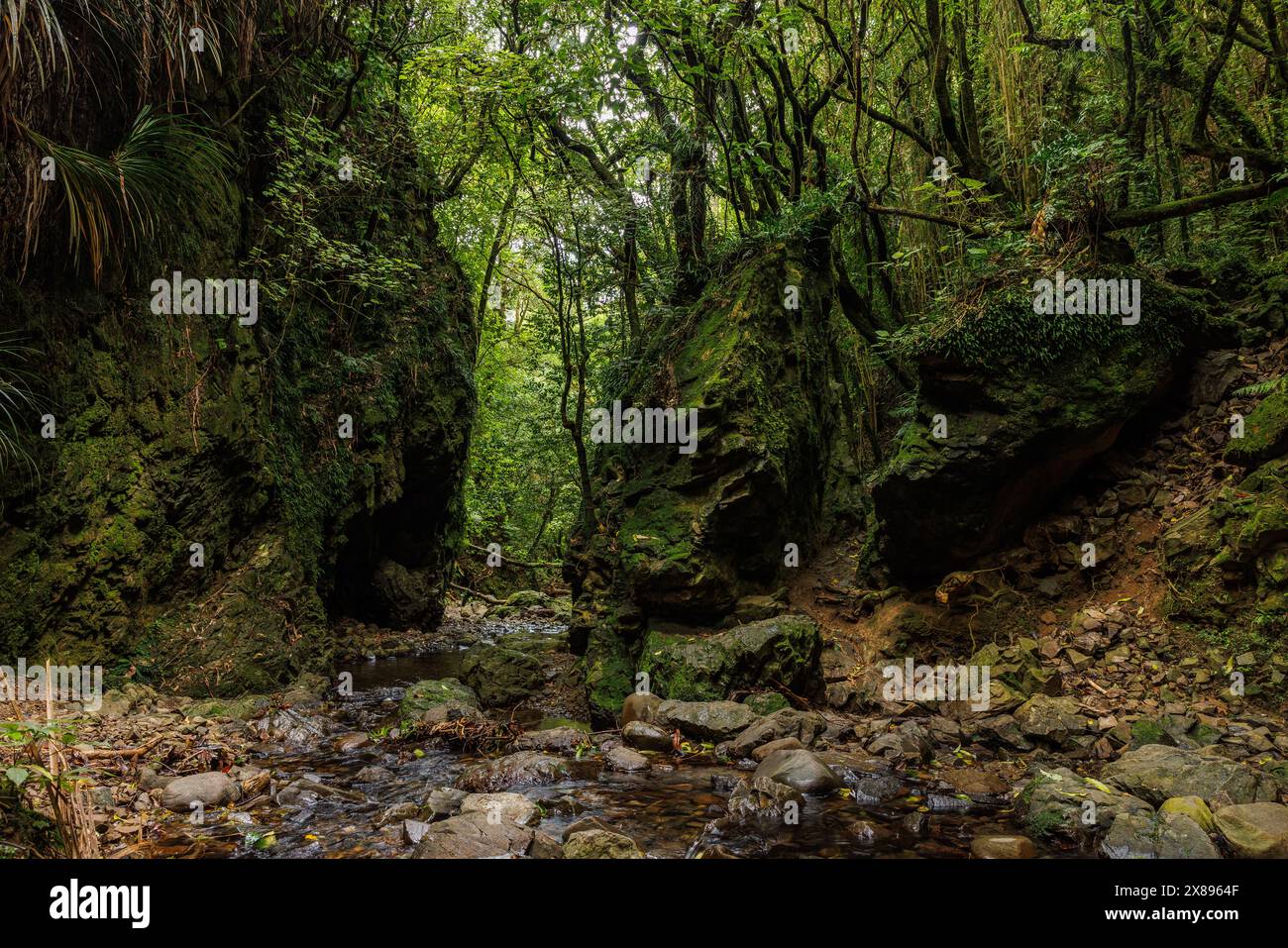 A rock split in half that is in the middle of a trail in a forest. In ...