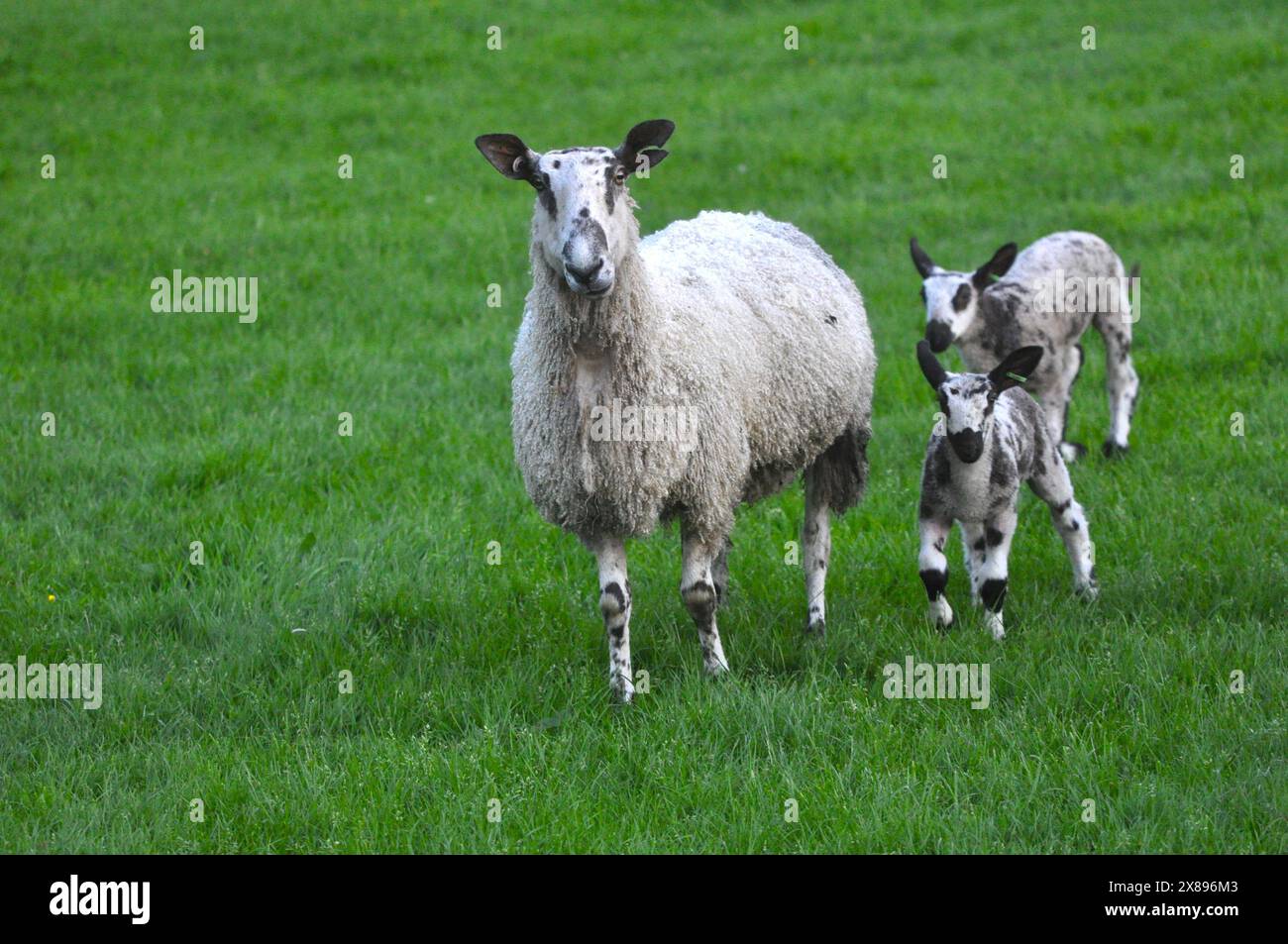 Yorkshire sheep auction hi-res stock photography and images - Alamy