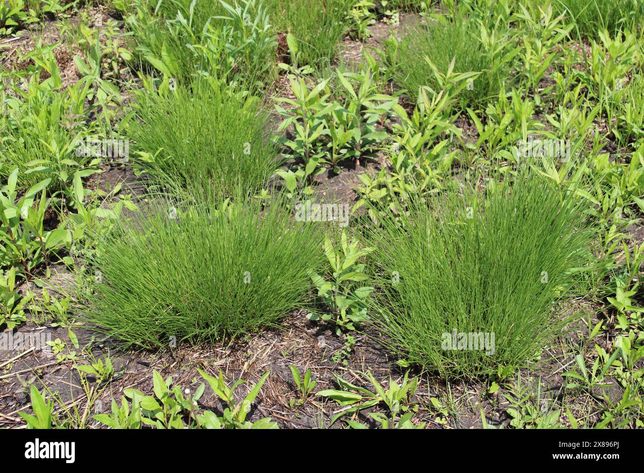 Green prairie dropseed clumps at Linne Woods in Morton Grove, Illinois ...