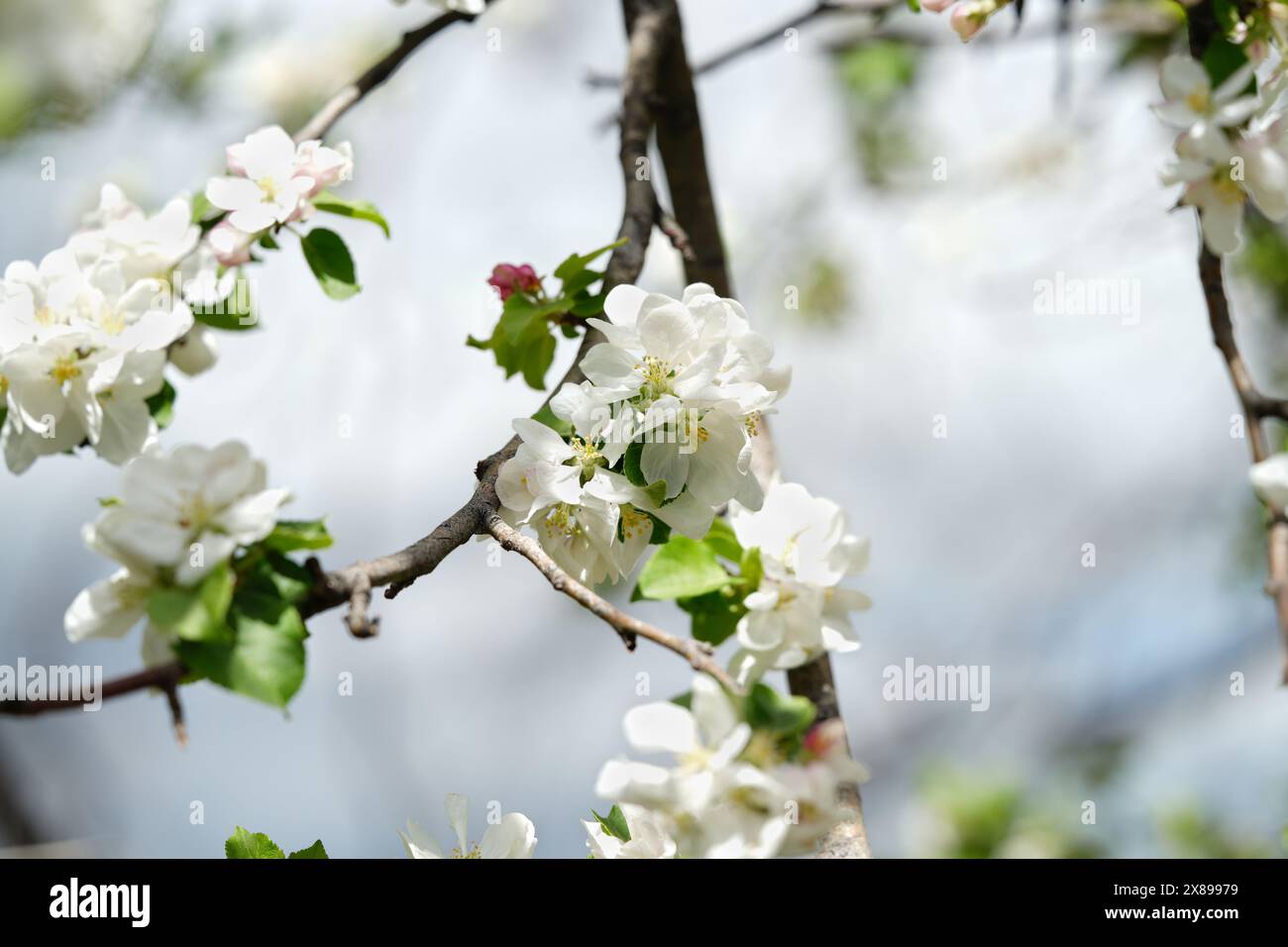 Malus domestica common apple hi-res stock photography and images - Alamy